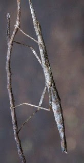 MUNDO ANIMAL: ¿ QUE ES EL INSECTO PALO?